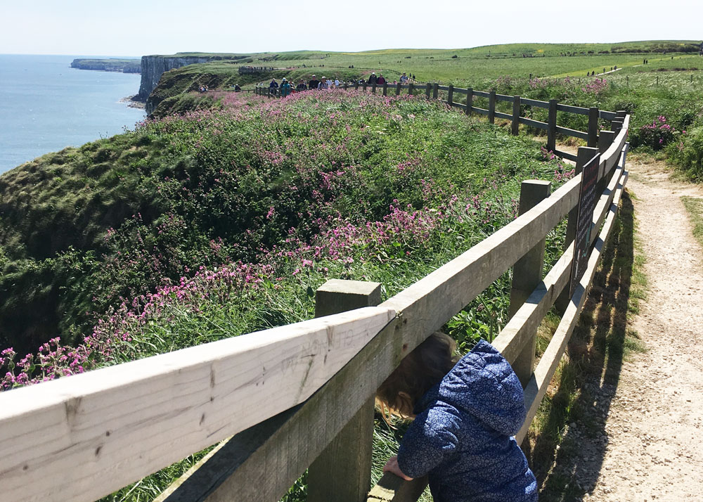 Five reasons to visit…RSPB Bempton Cliffs, Bridlington | Little Vikings ...