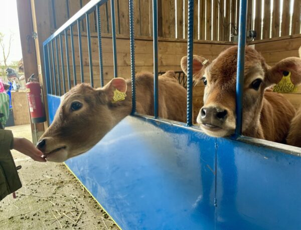 Five reasons to visit…Beetle Bank Farm, York | Little Vikings (York for ...