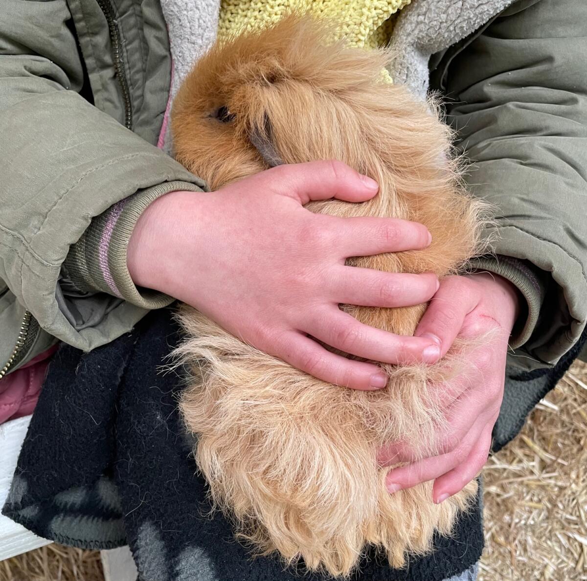 Five reasons to visit…Beetle Bank Farm, York | Little Vikings