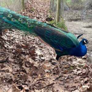 10 Wild Places to See Animals Near York 2026 | Little Vikings