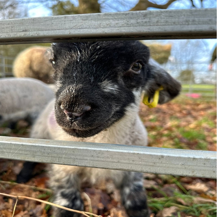 Meet Baby Lambs at Castle Howard This Easter • Little Vikings - York ...